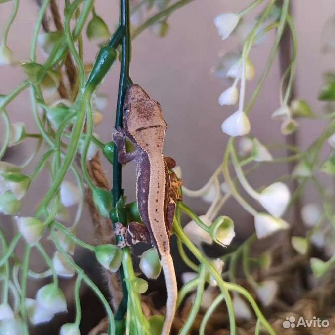 Бананоед малыш Lilly White