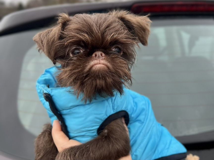 Брюссельские гриффоны щенки