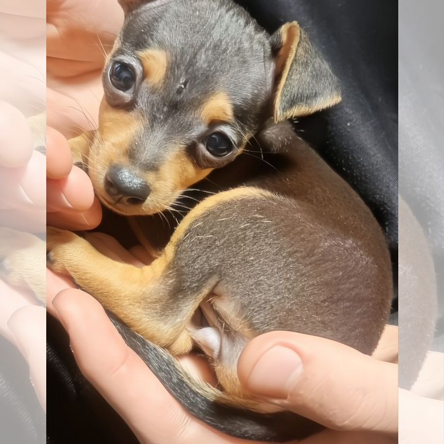 Цвергпинчер, щенок