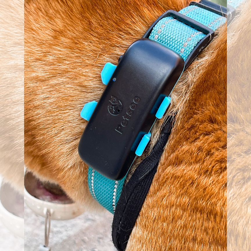 Gps трекер для собак