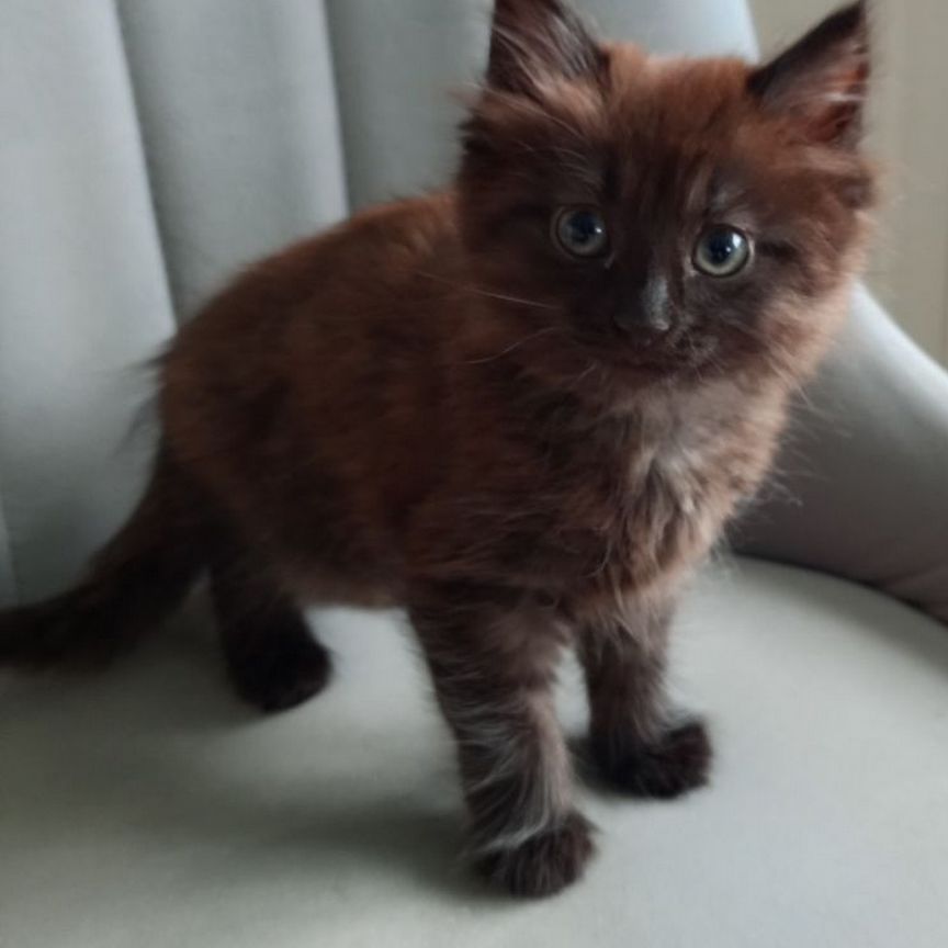 Ориентальный котёнок