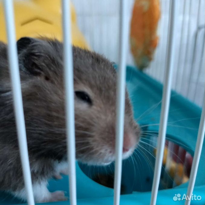 Сирийский хомяк малыш