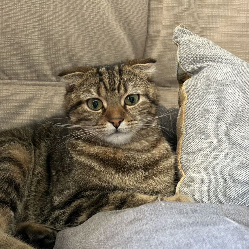Вязка кошки