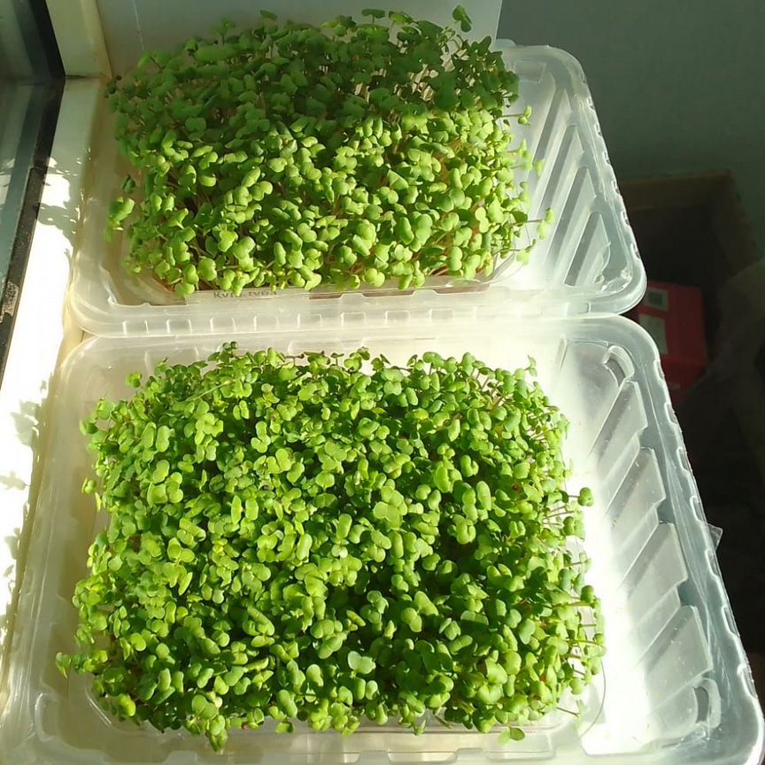 Микрозелень