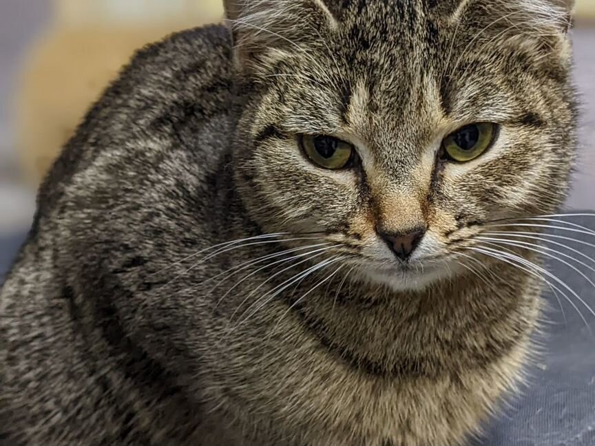 Кошка ищет семью