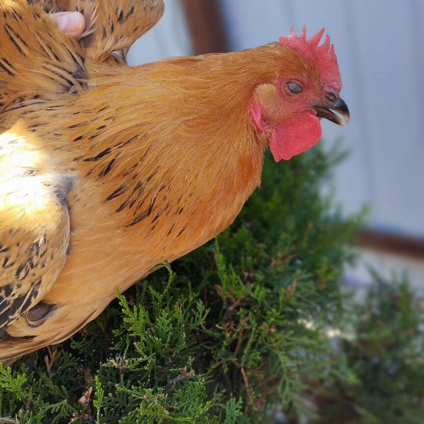 Куры кучинка домашние