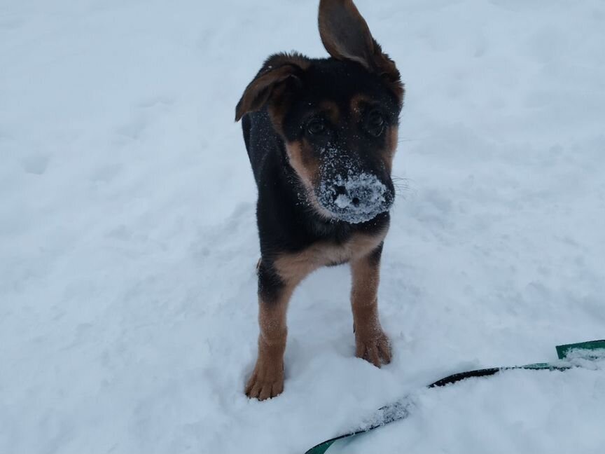 Черная немецкая овчарка