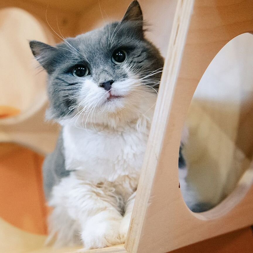 Взрослая кошка из приюта