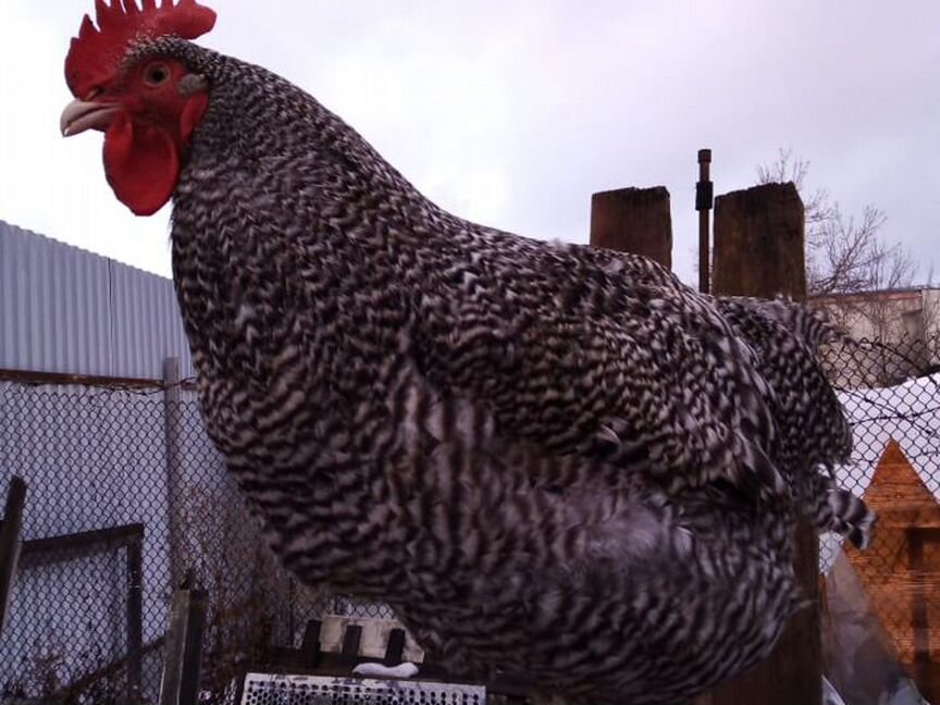 Молодые петушки породы Мехеленская кукушка