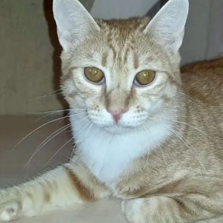 Рома 8мес приют Мой преданный и верный друг