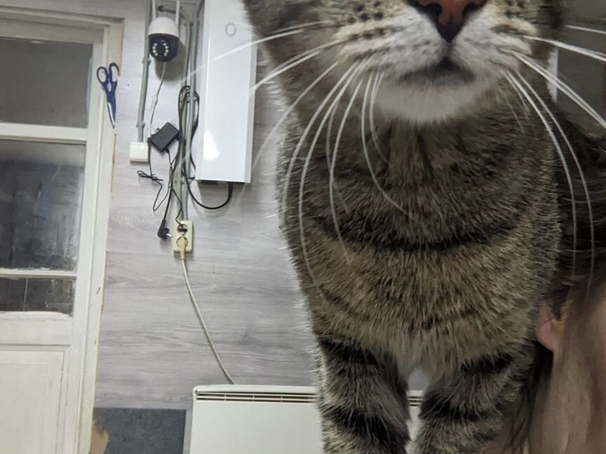 Кошка ищет дом
