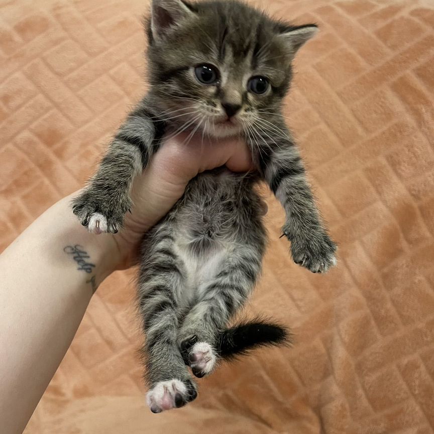 Котенок девочка
