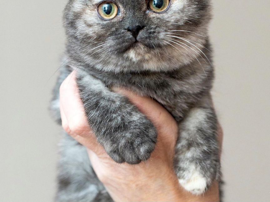 Шотландская вислоухая кошка