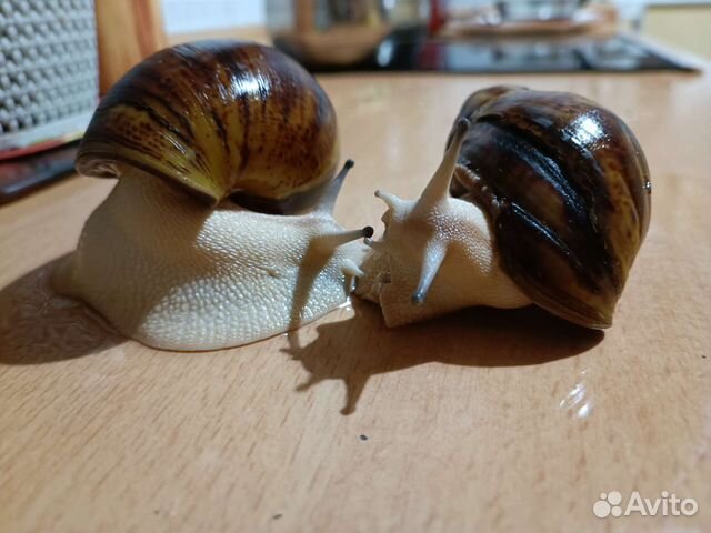 Улитки ахатины большие