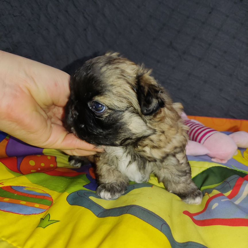 Королевские Пекинесы