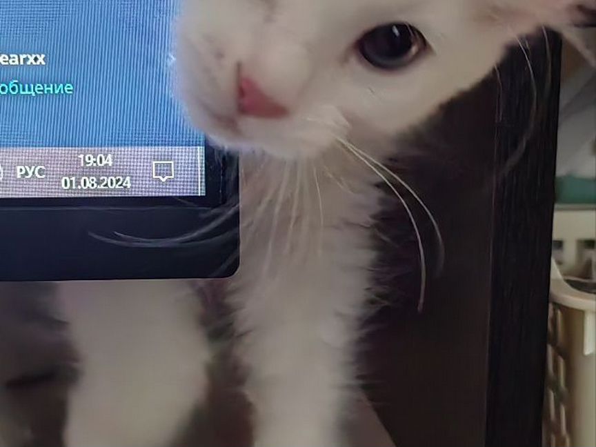 Кошка турецкая ангора