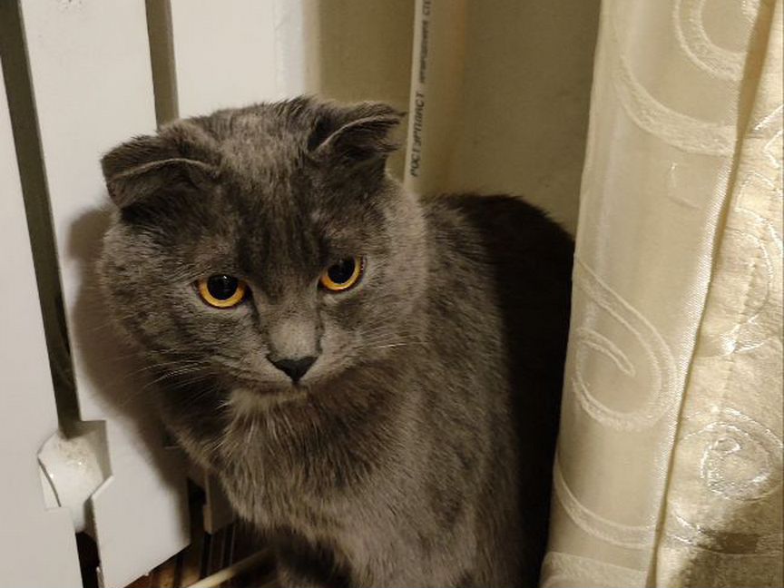 Добрый и ласковый британец