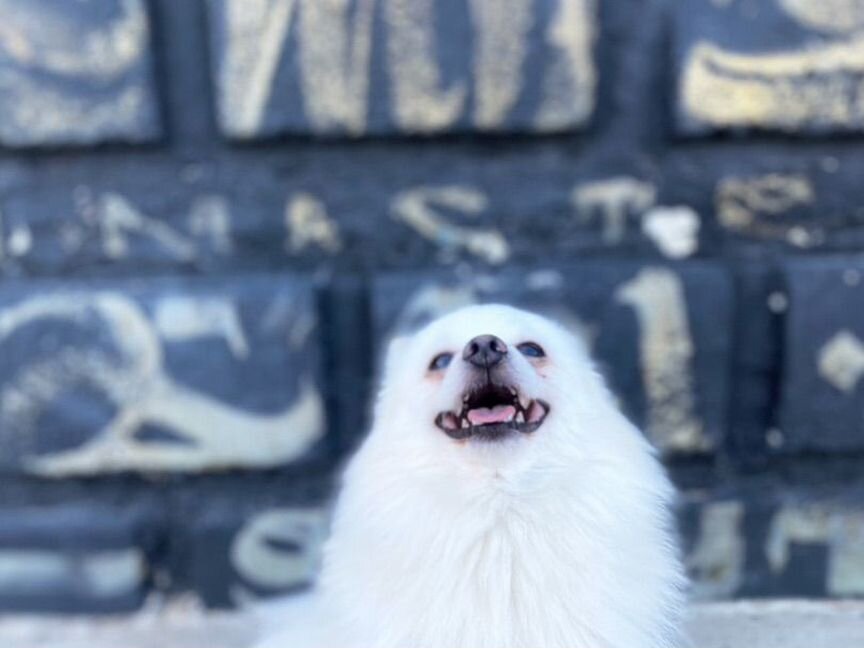 Шпиц ищет невесту