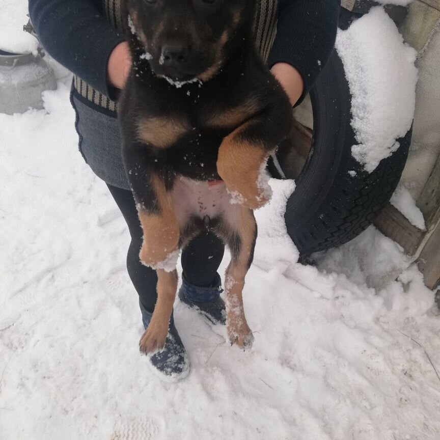 Собака пастуха