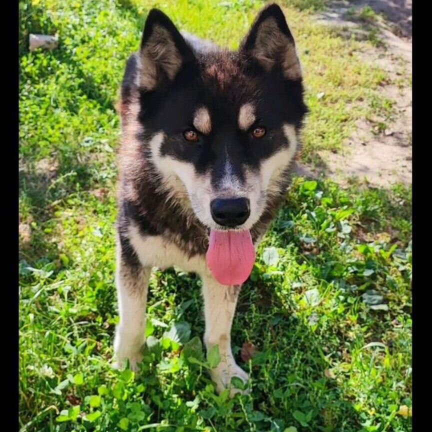 Срочно ищем дом или передержку для хася