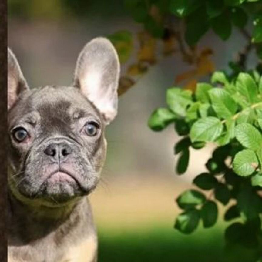 Французский бульдог, щенок