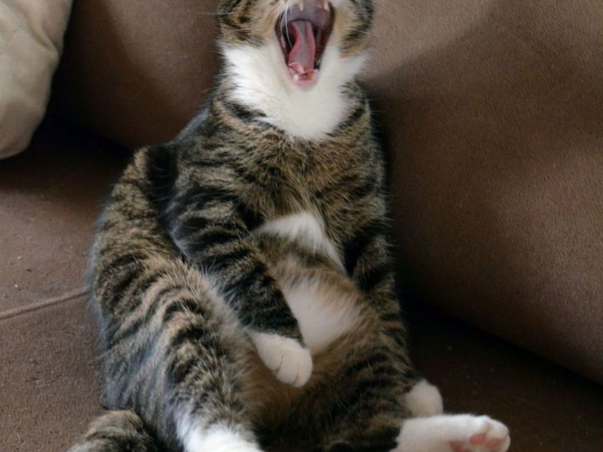 Кот ищет дом
