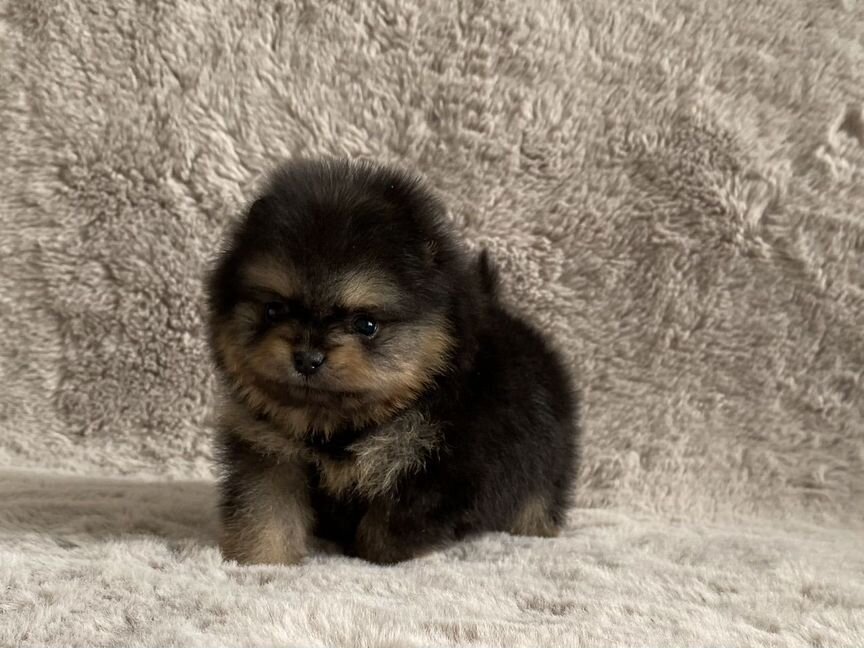 Померанский шпиц медвежьего типа