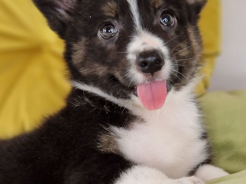 Щенки Вельш-корги кардиган