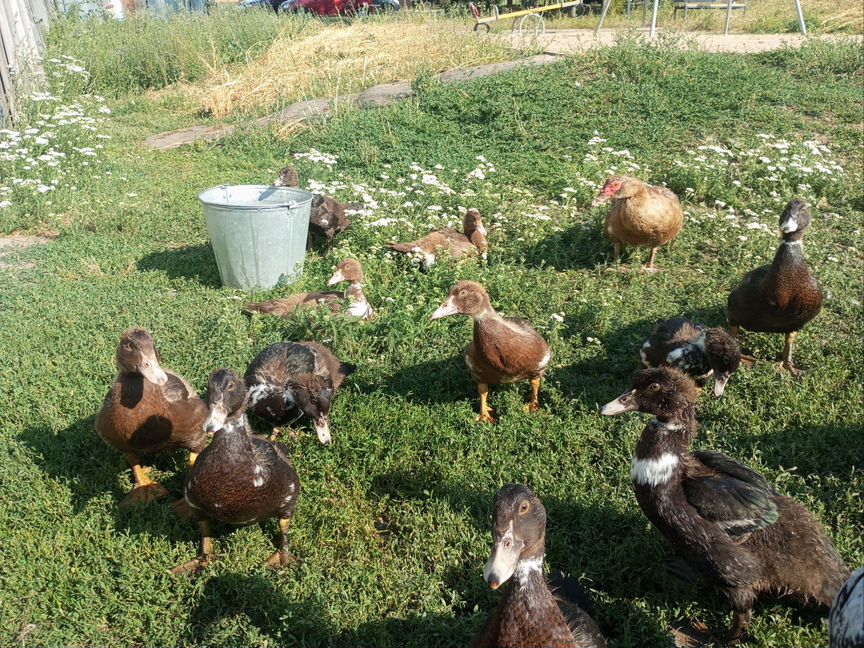 Индоутята подрощенные