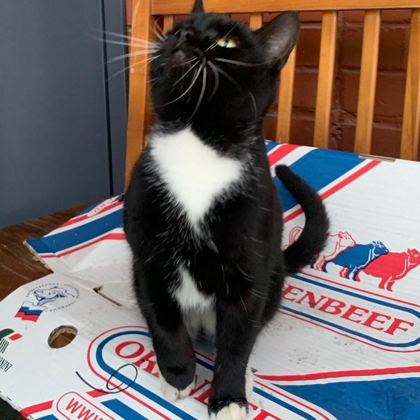 Милая кошечка ищет дом