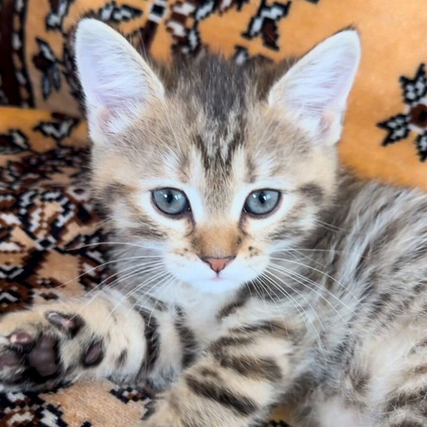 Красивая кошечка 3 мес