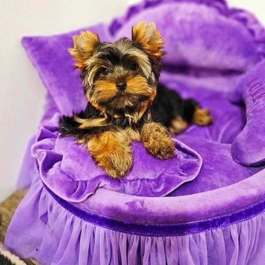 Щенки Йоркшского терьера мини