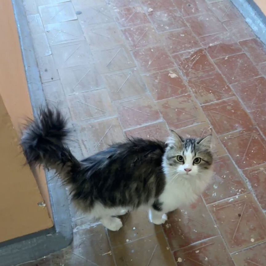 Котенок девочка в добрые руки