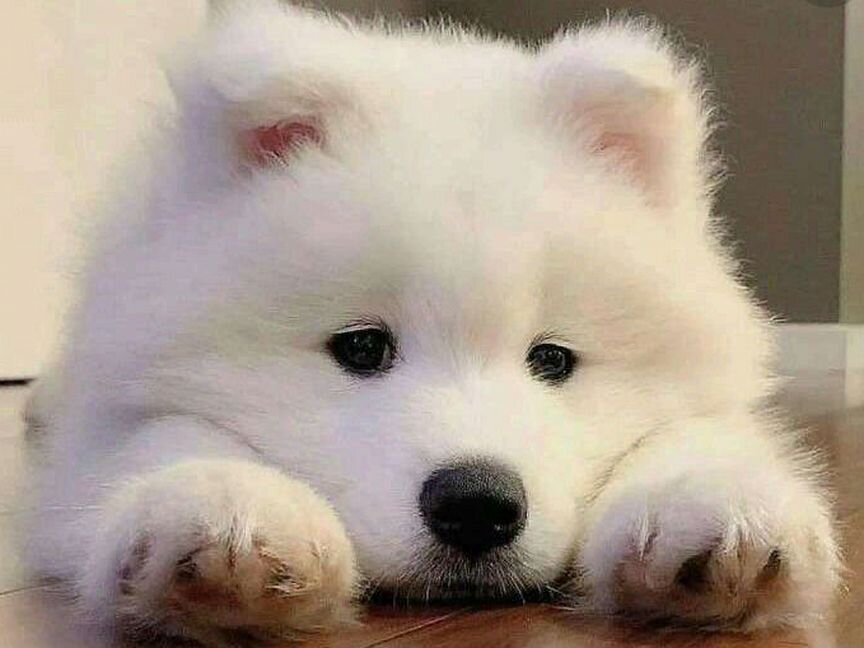 Мини Хаски,Помски