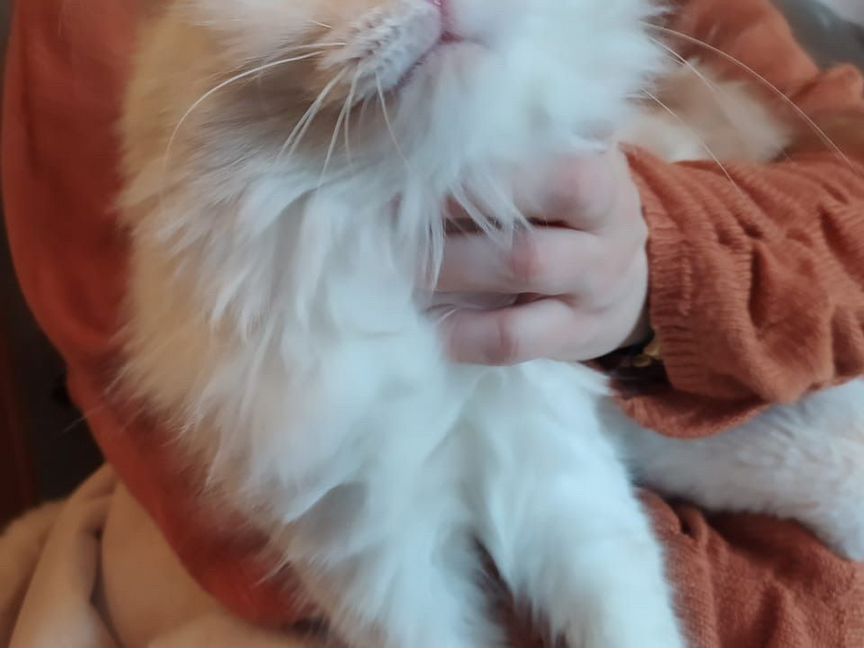 Порода сибирская кошка