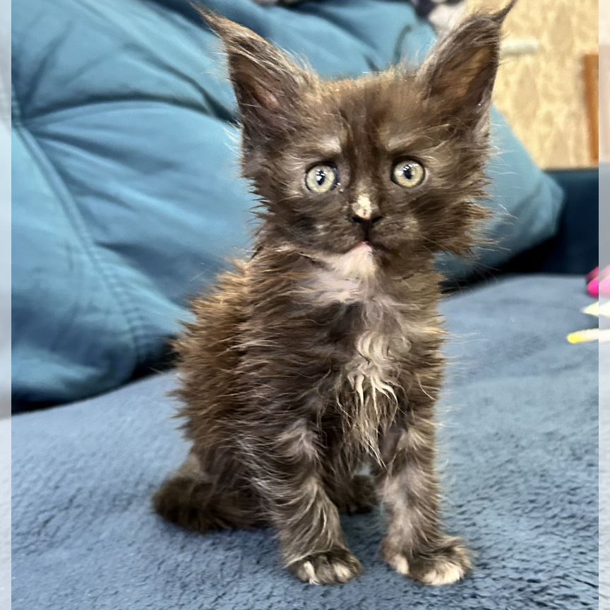 Мейн-кун котёнок