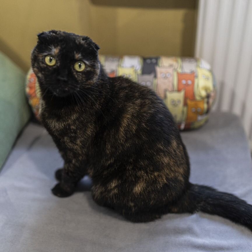 Красивая вислоухая кошка в добрые руки бесплатно