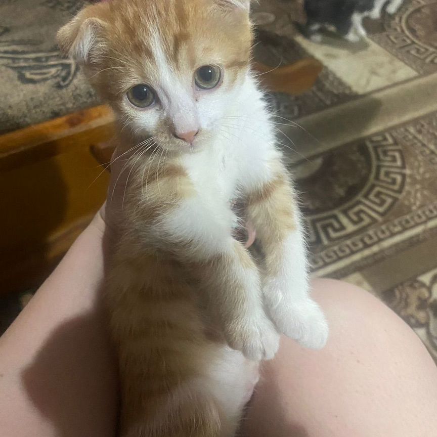 Вислоухие котята в добрые руки