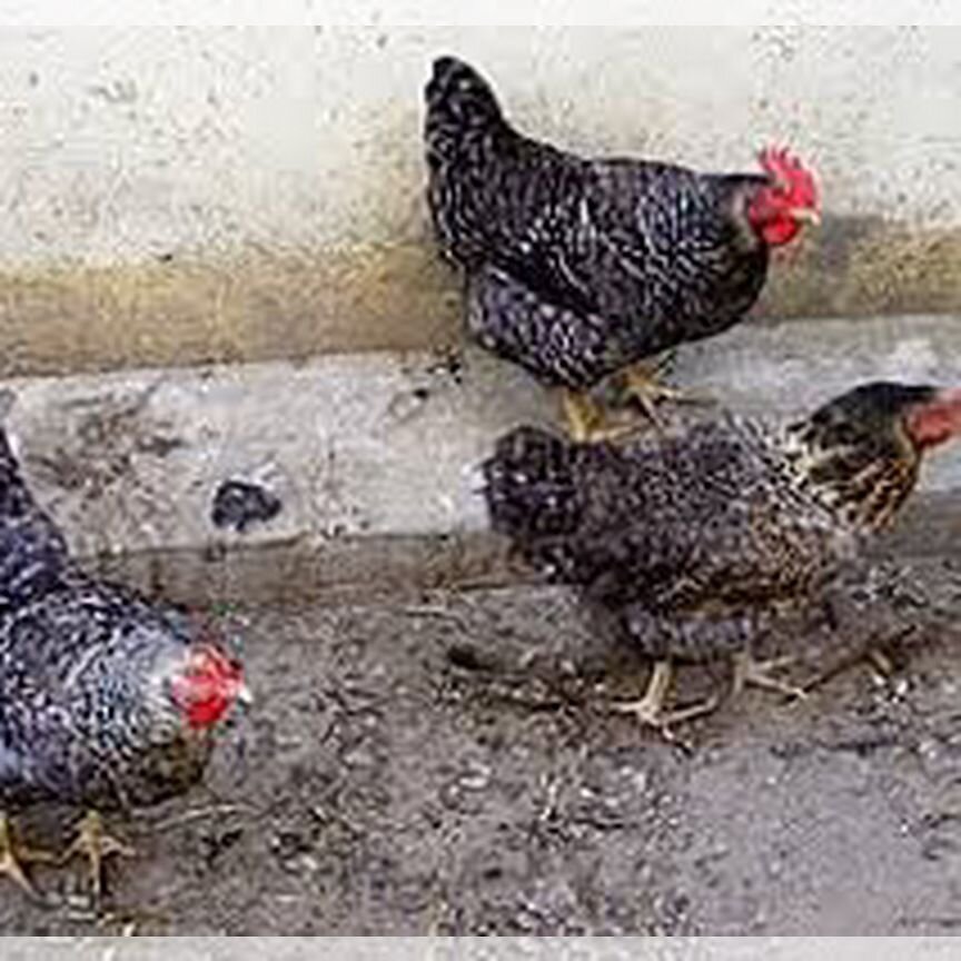 Куры несушки породы брама
