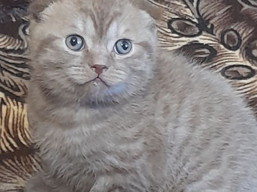 Шатланскай чистокровный красавчик фолд