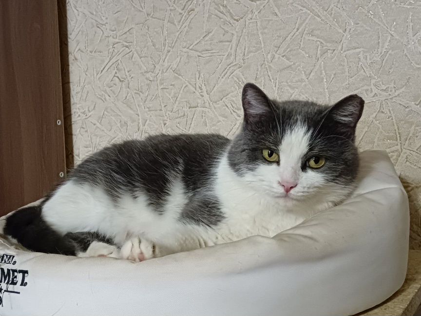 Крупная стерилизованная кошка ищет дом