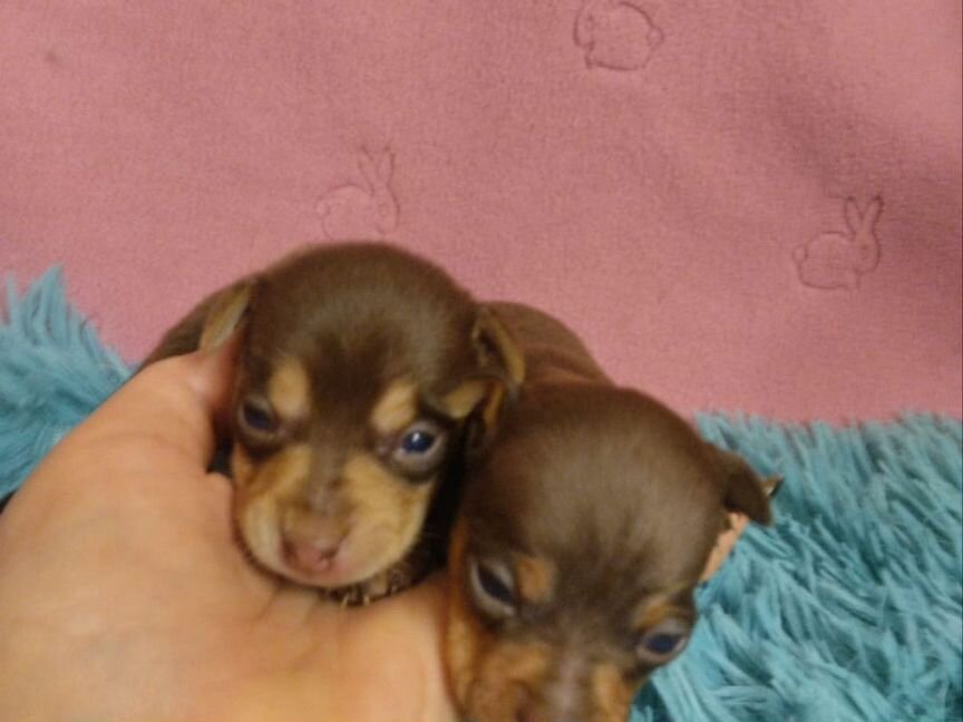 Той-терьер шоколадики