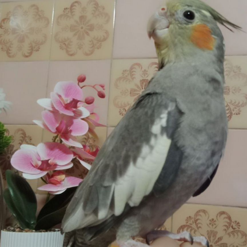 Попугай корелла (нимфа)