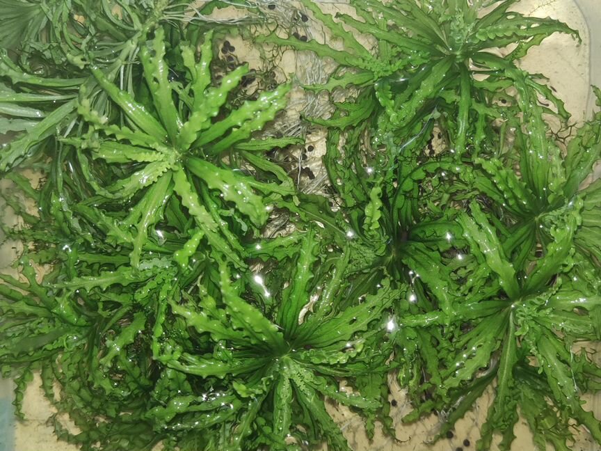 Отдам Погостемон Хелфера