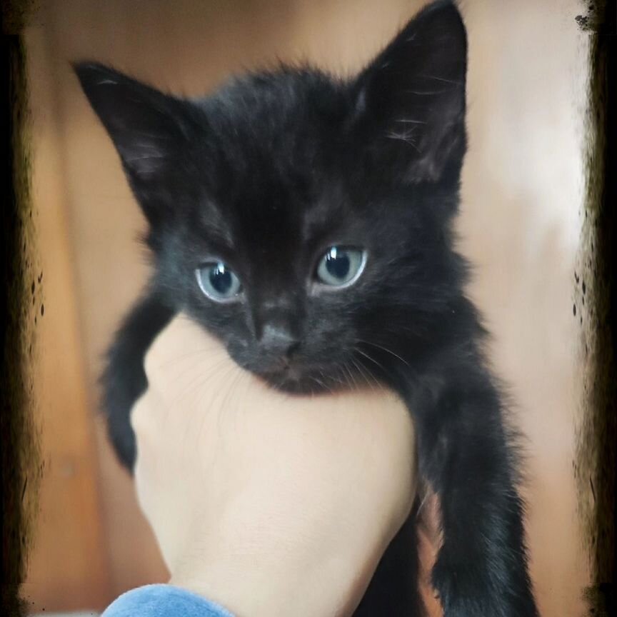 Котята ищут семью
