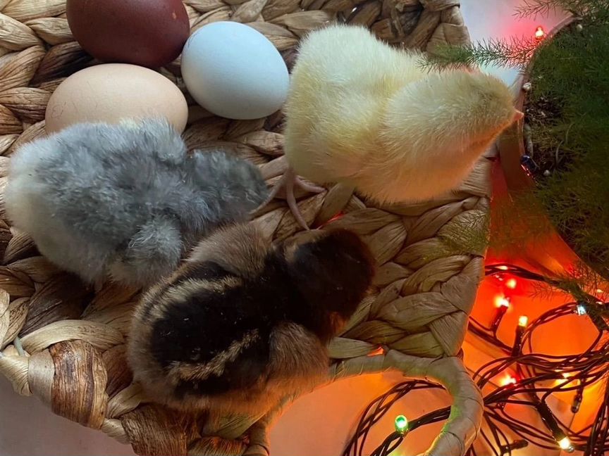 Маран. Амераукана. Араукана