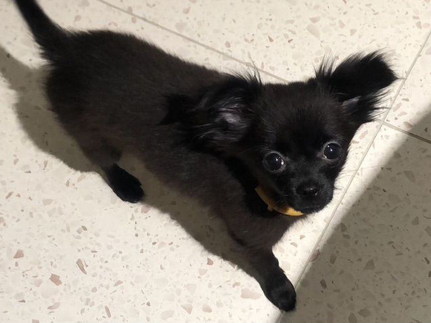 Щенок Той-терьер длинношерстный