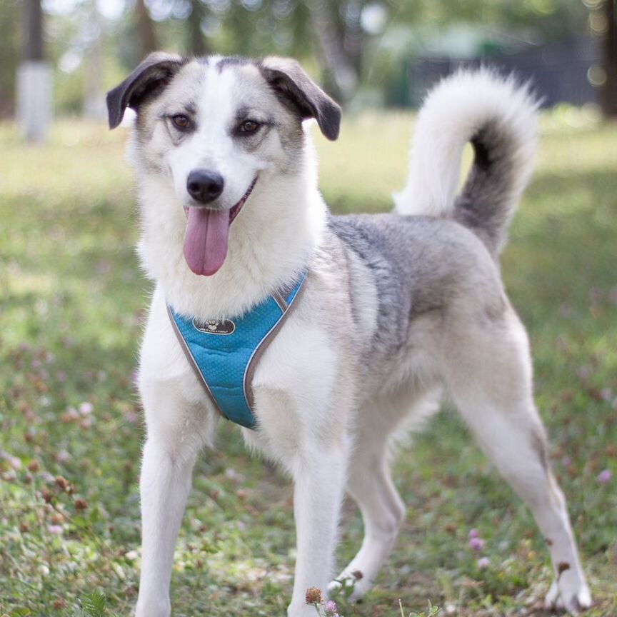 Собака в добрые руки из приюта