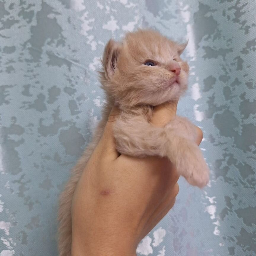 Мейкуняшучка принцесска