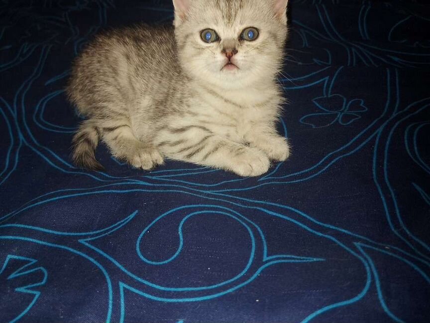 Котята